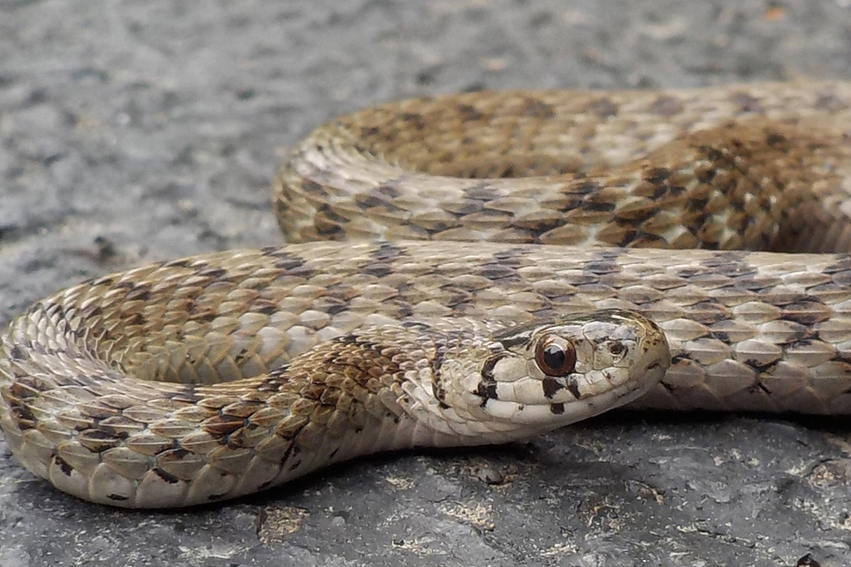 Coexissssting with snakes in the yard and garden | Illinois Extension ...