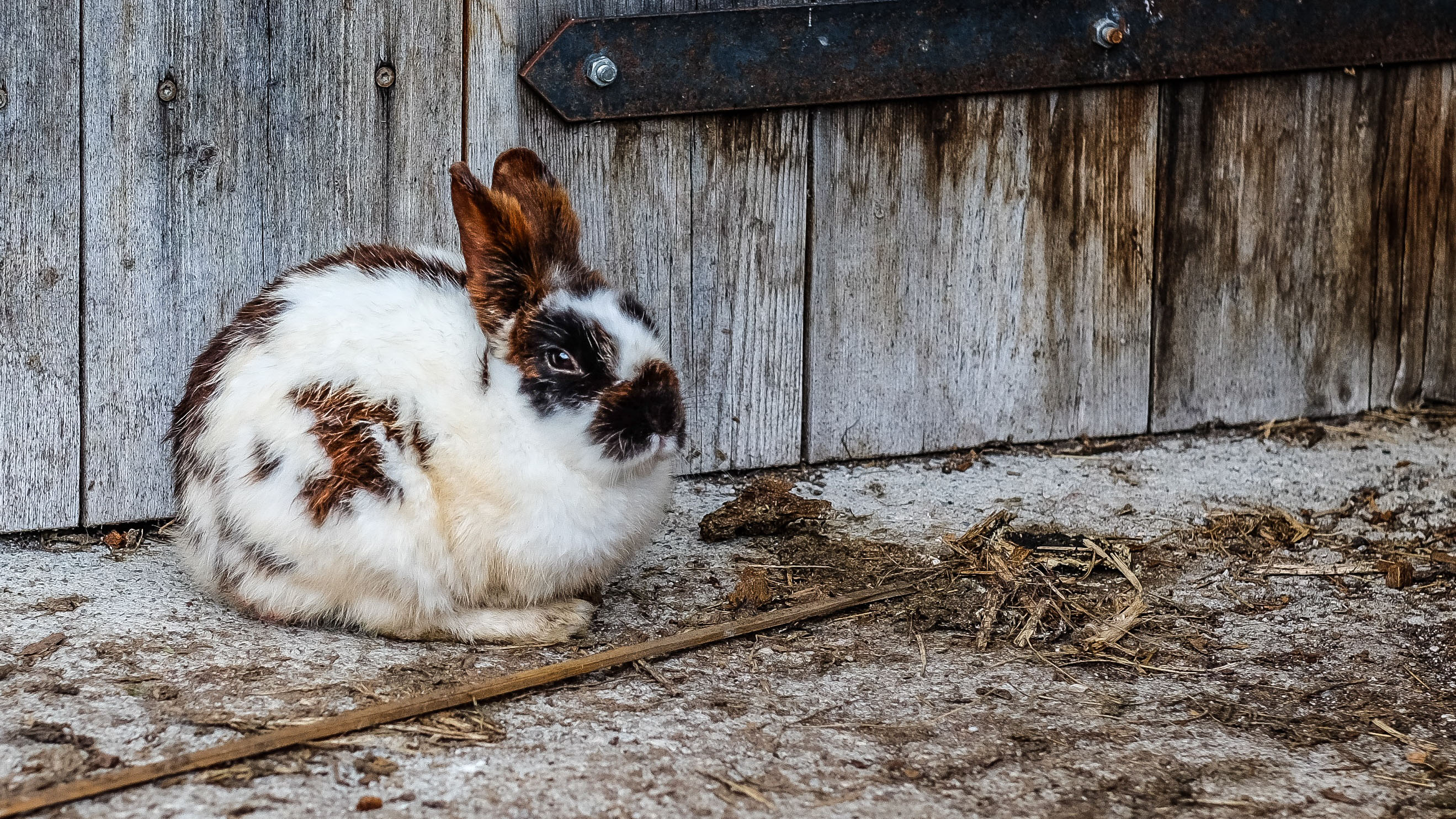 Lawrence County Rabbit Workshop | Serving Edwards, Lawrence, Richland ...