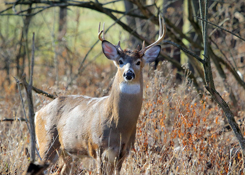 Researchers seek information on close encounters of the deer kind ...