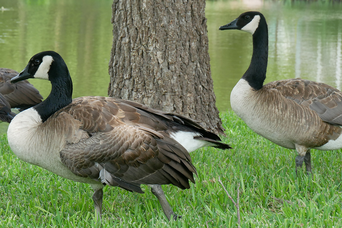 Study: Canada geese beat humans in longstanding territory battle ...
