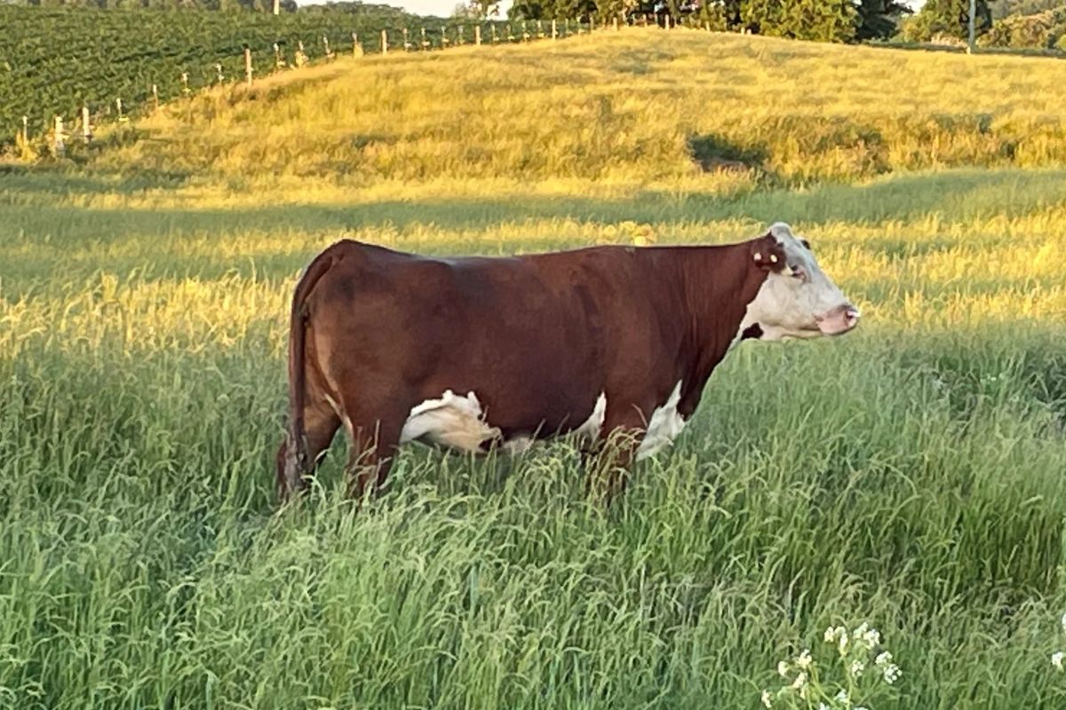 Local study highlights connection between grassland birds and grazing ...