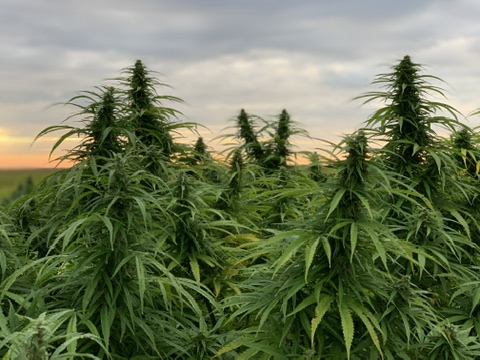 Research drives growing hemp industry | Illinois Extension | UIUC
