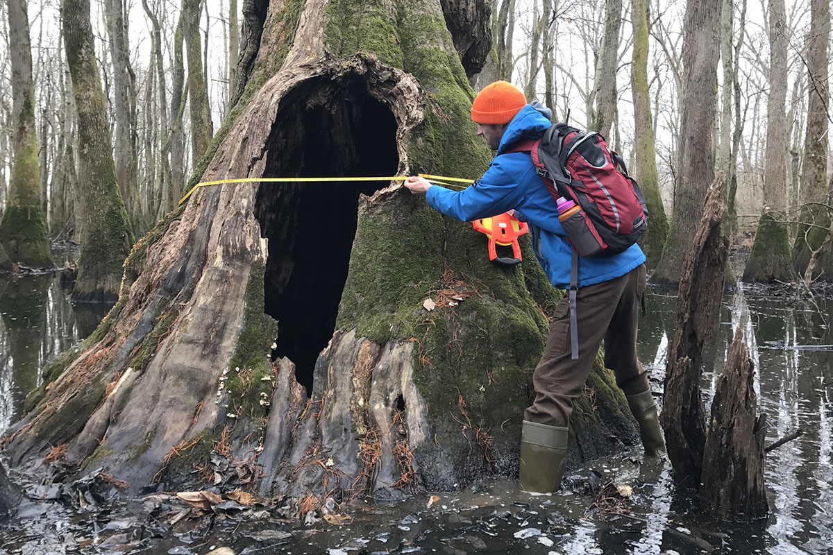 Illinois’ big trees are on the map | Plants | Illinois Extension | UIUC