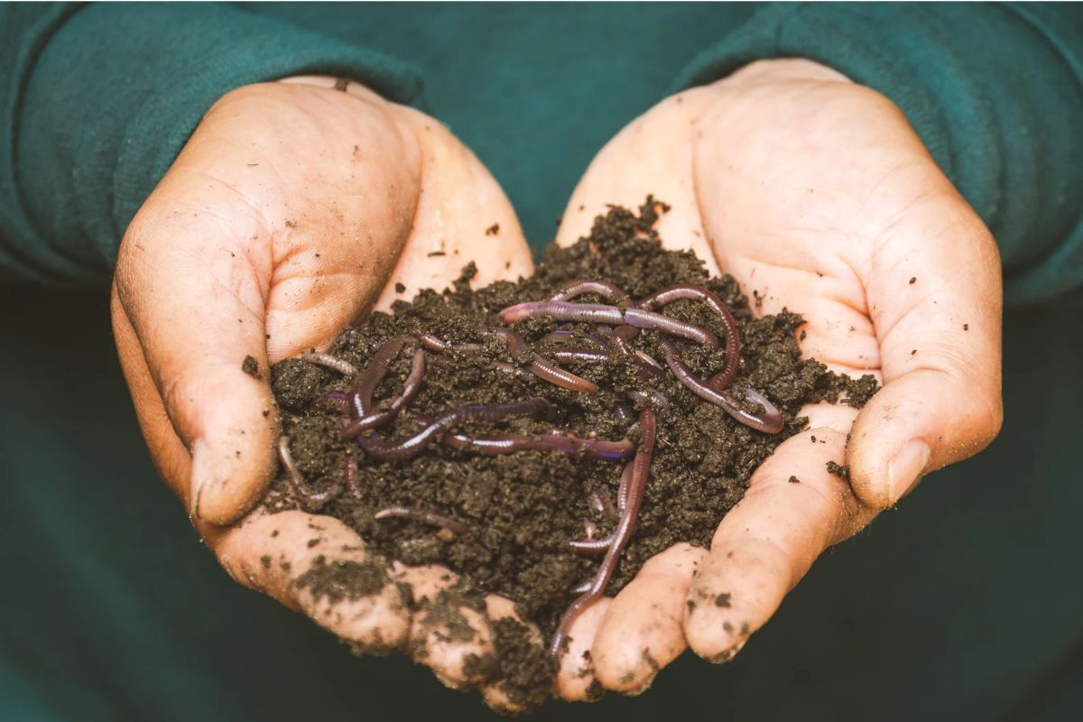 Vermicomposting: Here's the Scoop! | Serving Jo Daviess, Stephenson and ...