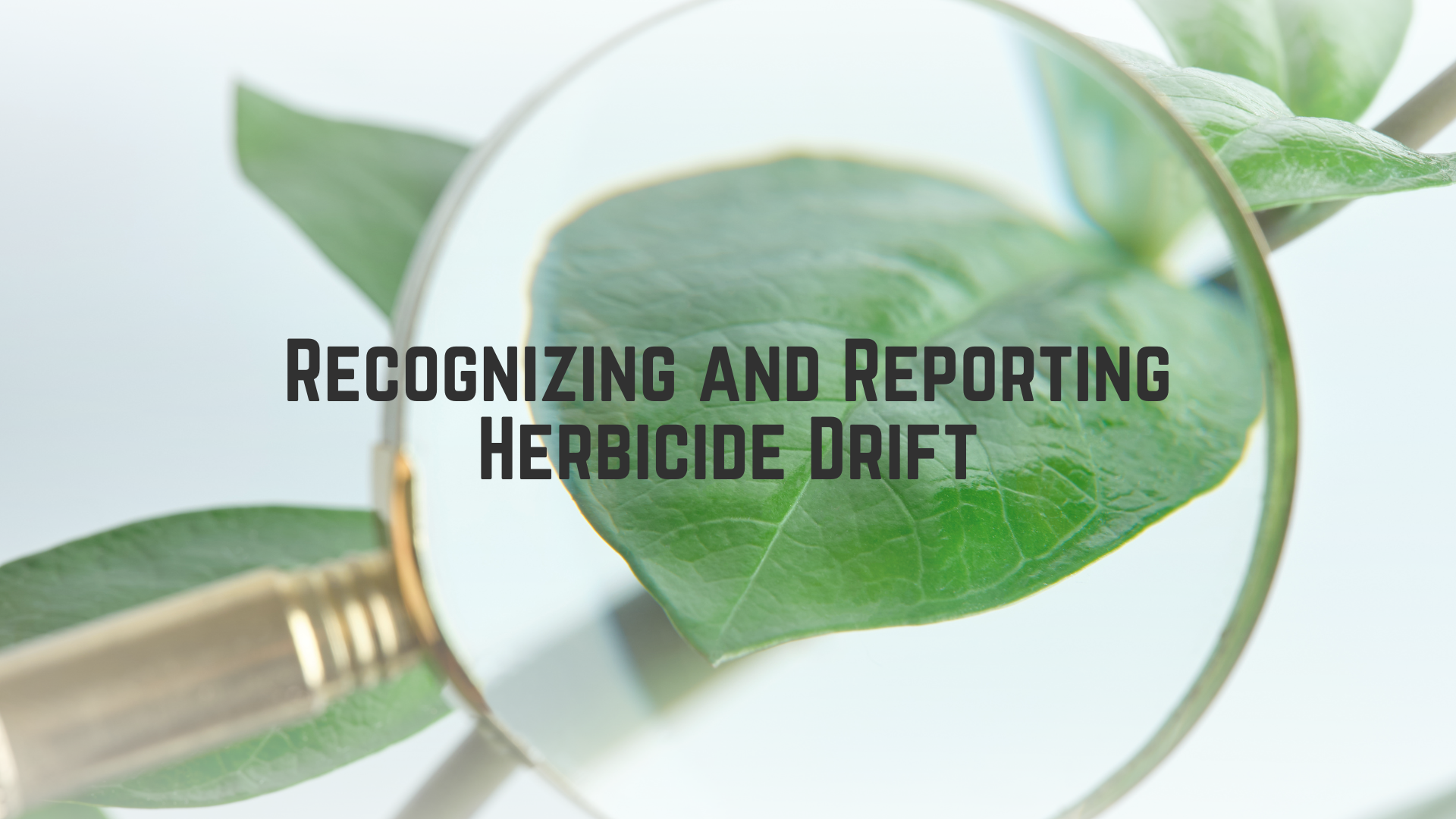 Recognizing and Reporting Herbicide Drift | Home Vegetable Gardening ...