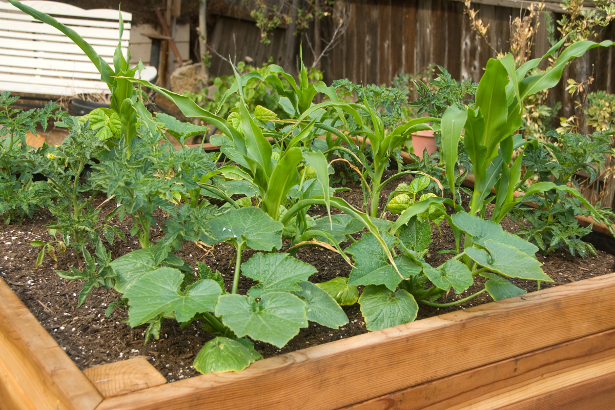 Growing Spaces for Vegetable Gardens in Raised Beds and Containers ...