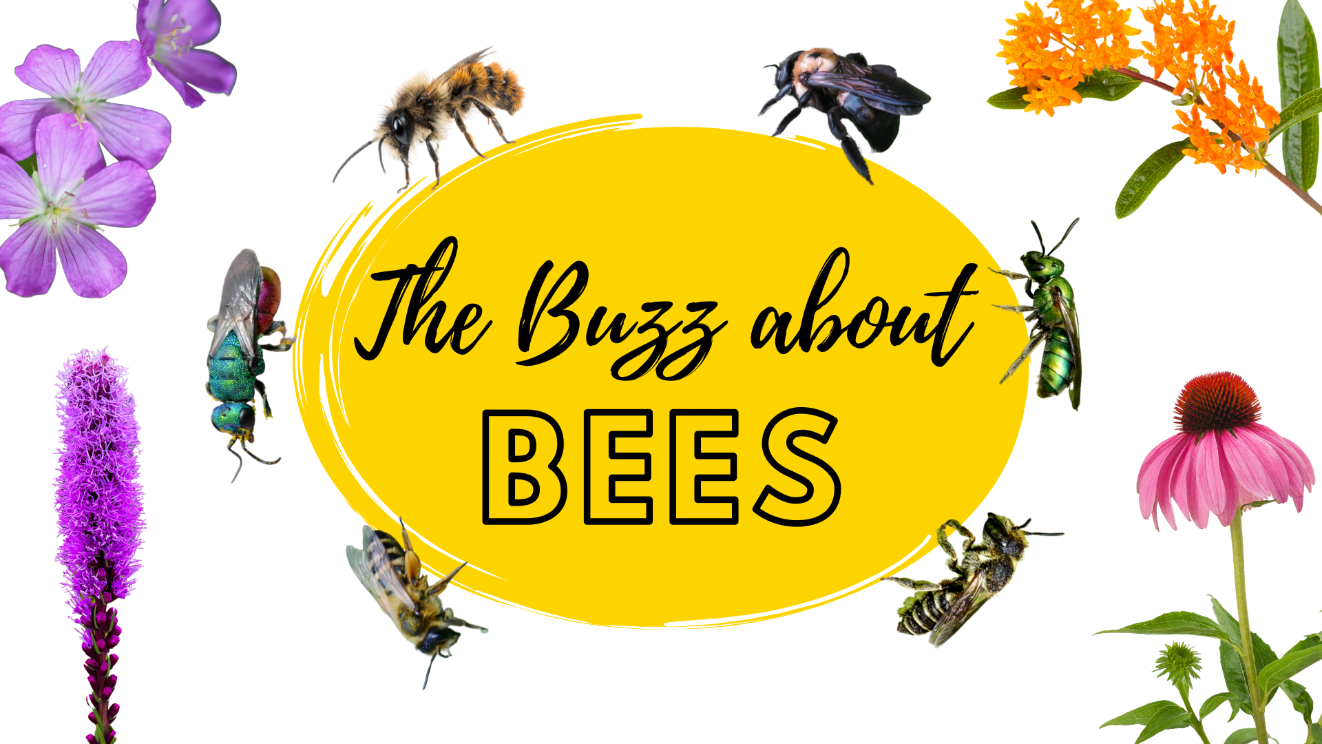 The Buzz about Bees! | Serving Alexander, Johnson, Massac, Pulaski and ...