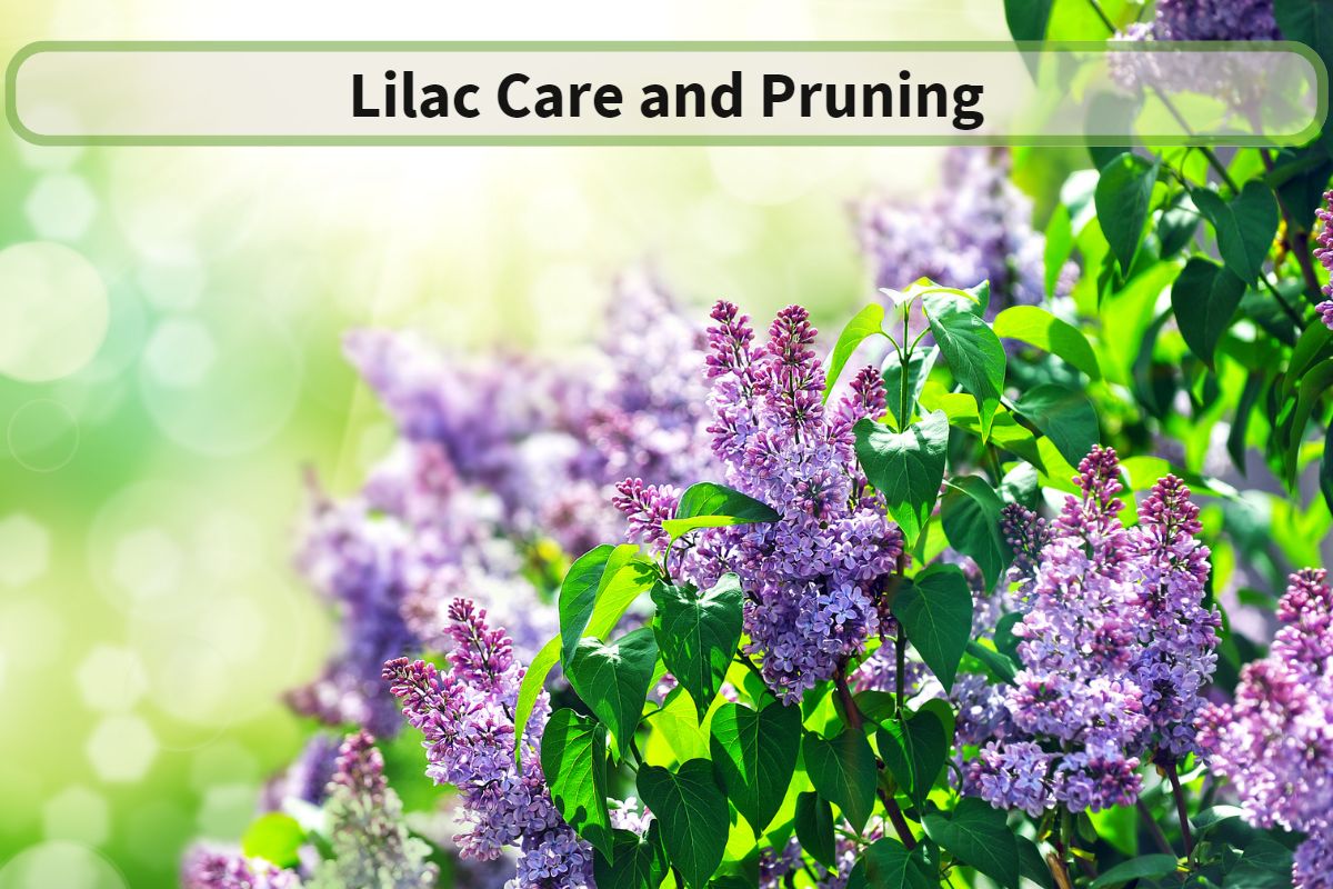 Lilac Care and Pruning | Serving Carroll, Lee and Whiteside Counties ...