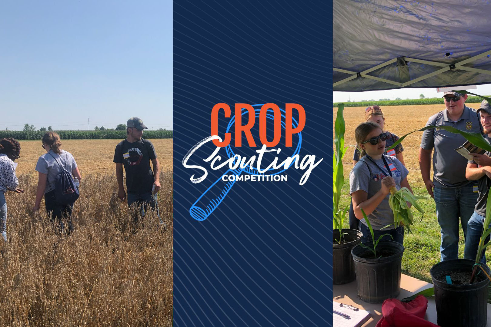 Students can put field scouting skills to the test at crop scouting ...