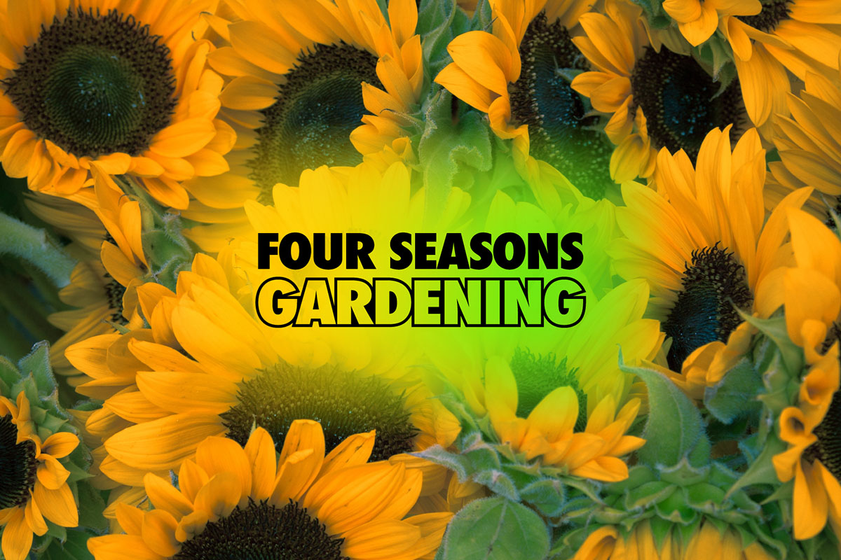 Take a break from the summer heat: Enjoy Four Seasons Gardening series ...