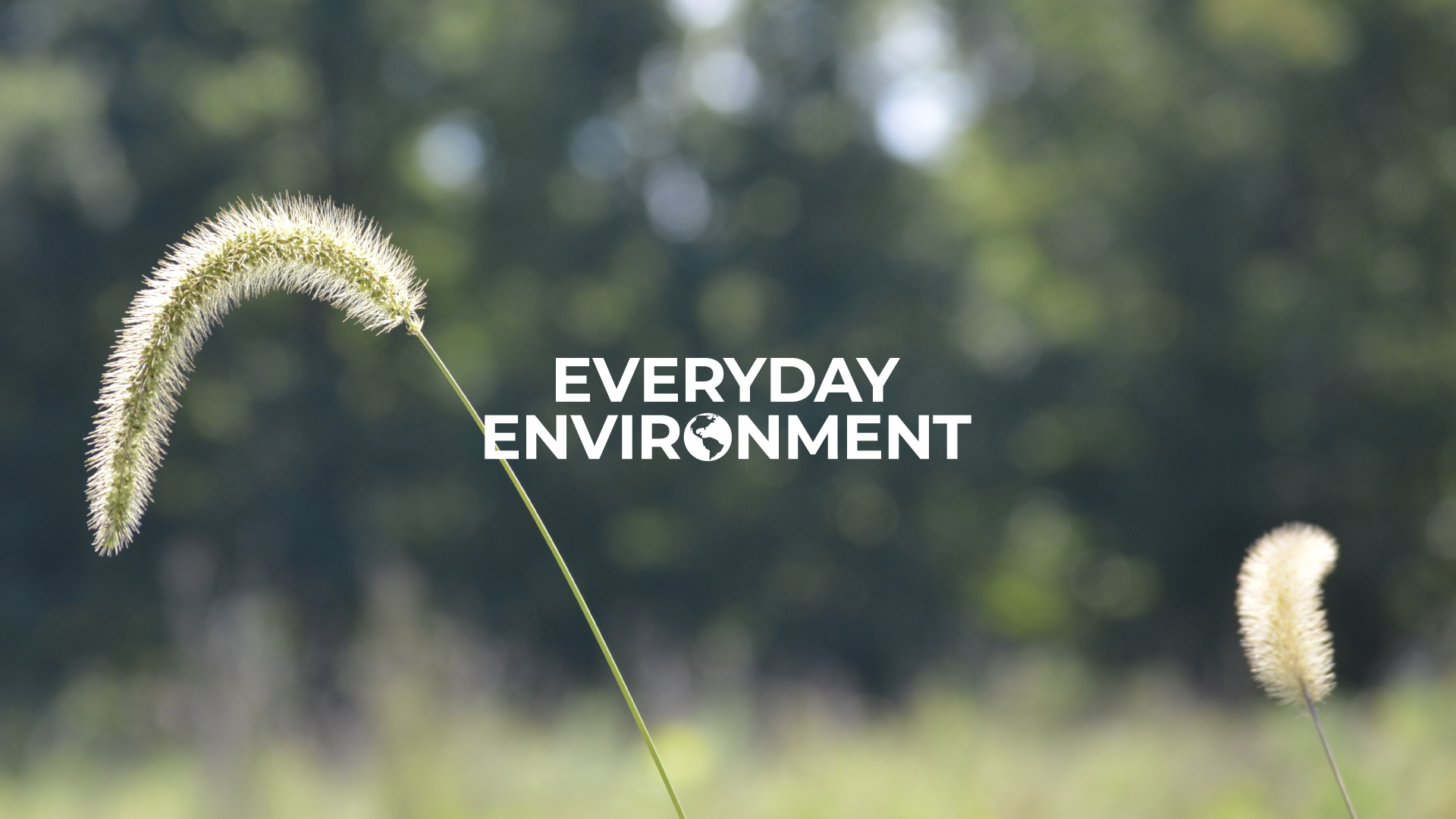 Which Grass is Which? Explore Annual Grasses | Serving Calhoun, Cass ...