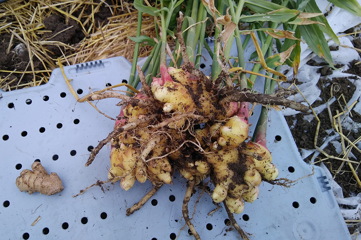 How to grow tropical ginger for at-home spice | Illinois Extension ...