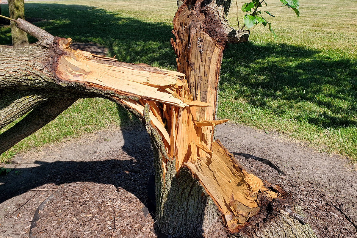 Reduce storm damage by looking for tree defects before bad weather ...
