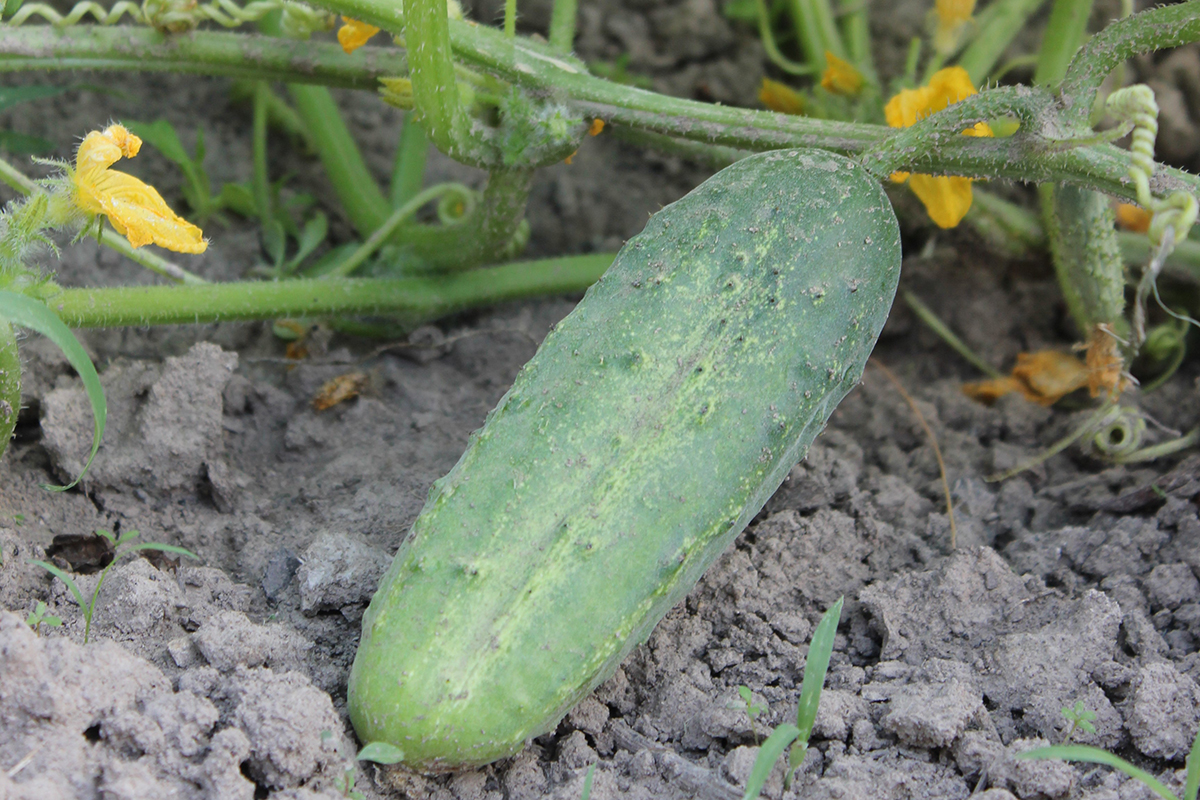 Want more from your garden? Plant a fall crop of cucumbers | Illinois ...