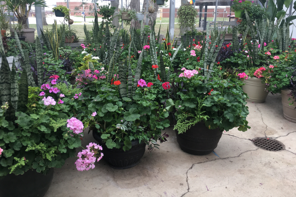 Master Gardeners get creative to extend programs to veterans | Serving ...