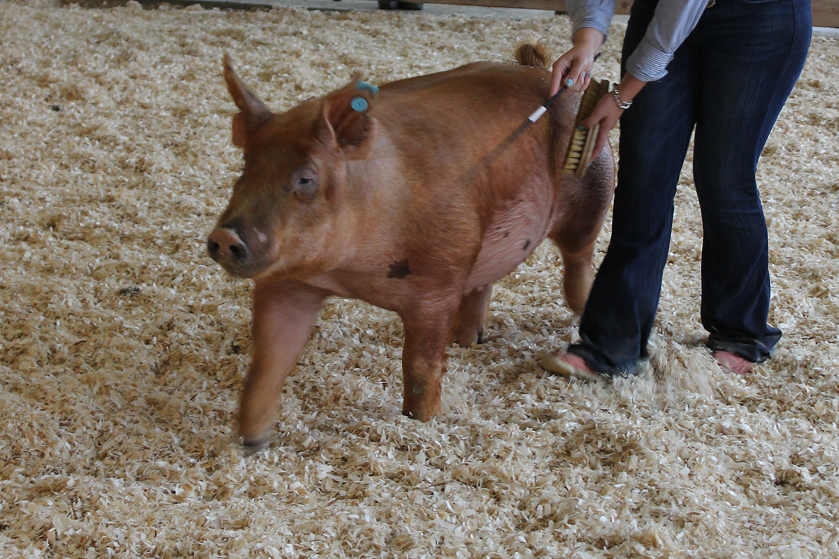 Master Showmanship Contest held at Ogle County 4-H Fair | Illinois ...