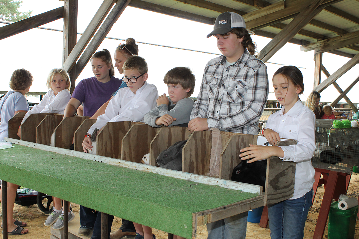 Winners announced for Ogle County 4-H rabbit show | Serving Boone ...