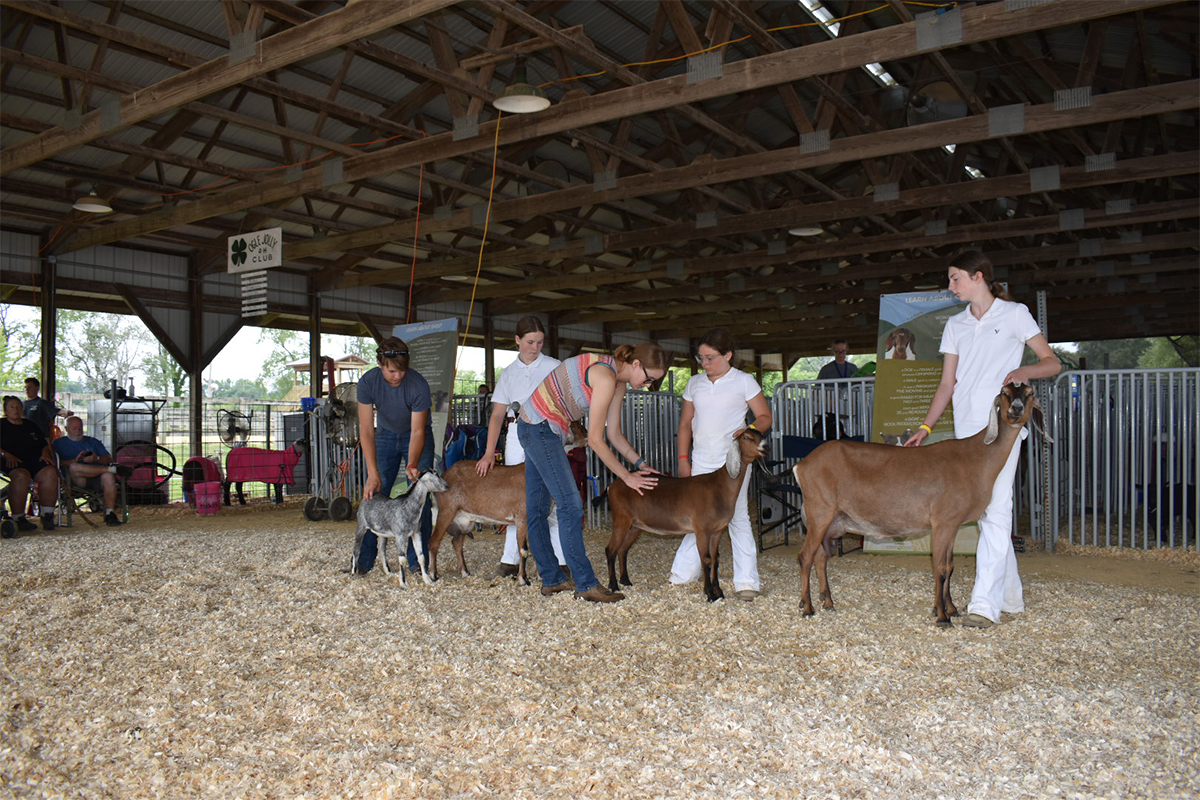 Ogle County 4-H Fair goat department winners | Serving Boone, DeKalb ...