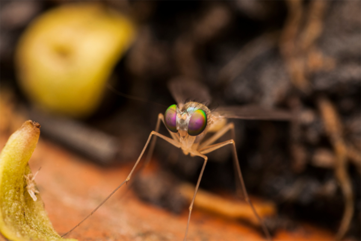 Bugs can be a solution for high-tunnel farmers | Regenerative ...