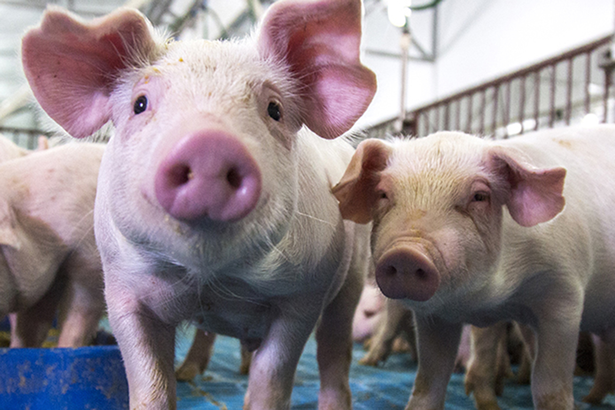 New biosecurity resource helps producers protect pigs | Livestock ...