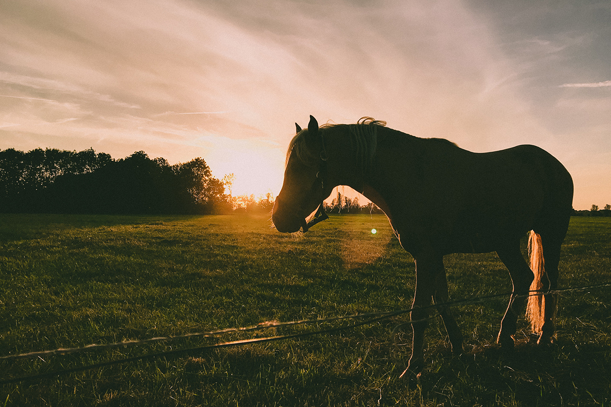 Youth demonstrate equine knowledge in hippology contest | Illinois ...