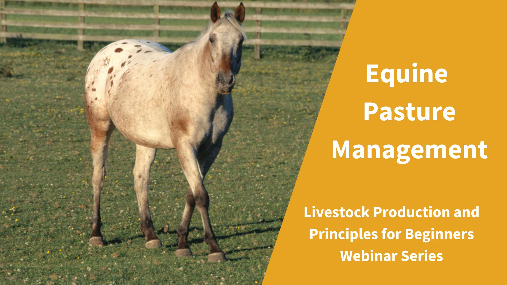 Equine Pasture Management | Livestock Production and Principles for ...
