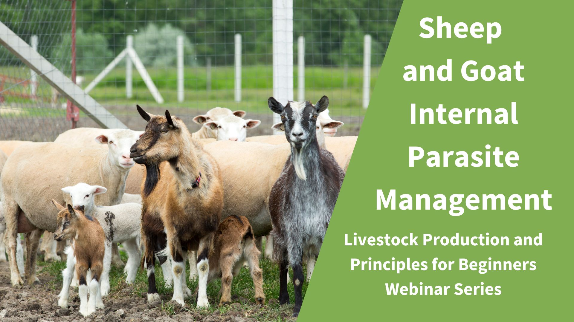 Sheep and Goat Internal Parasite Management | Livestock Production and ...