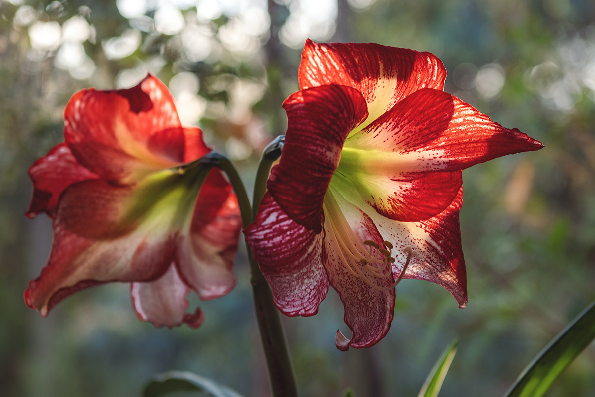 Bloom in the winter with gift of amaryllis bulb kit | Serving Lake and ...