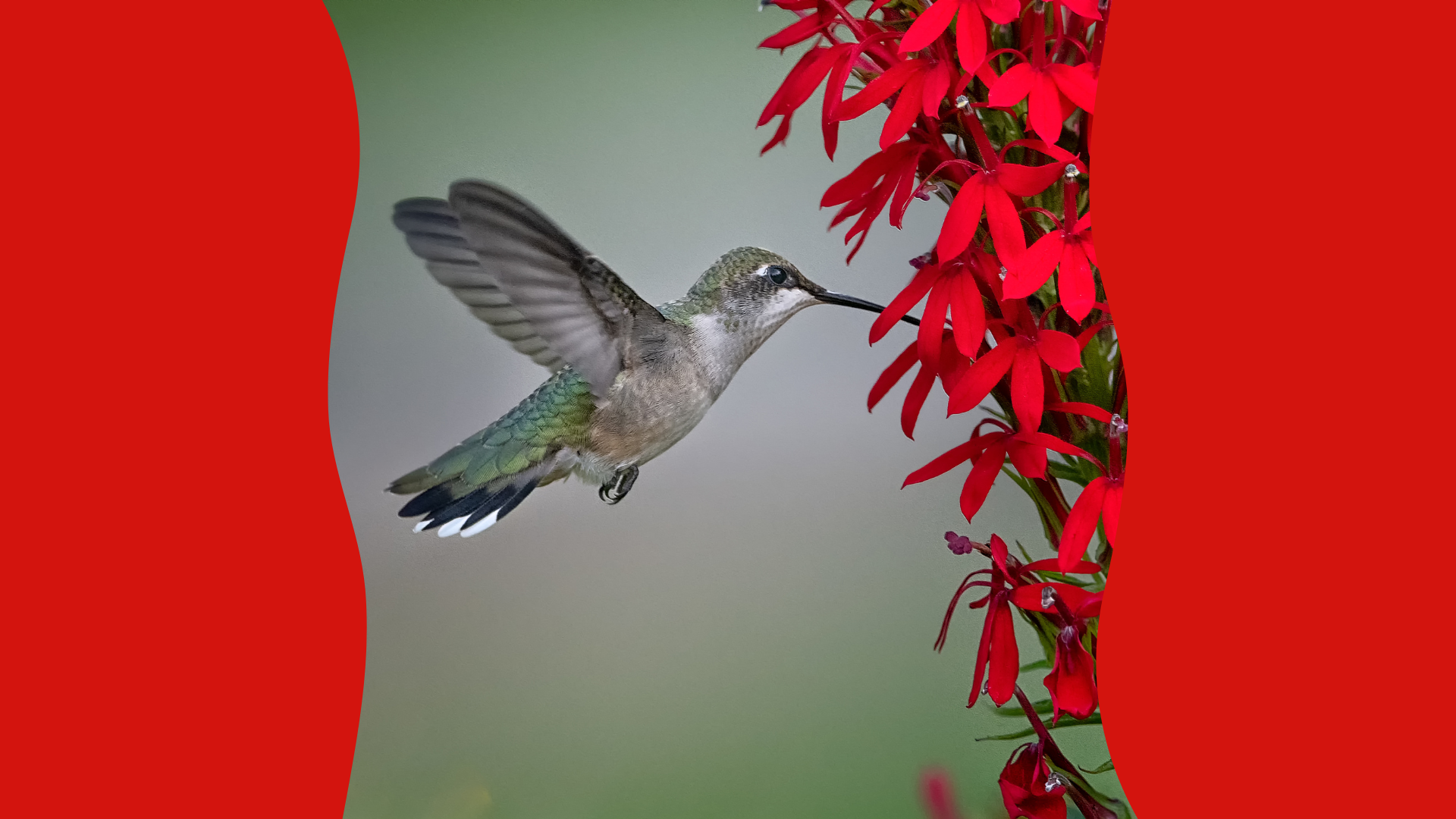 Attracting Ruby-Throated Hummingbirds to Your Own Backyard Pollinator ...