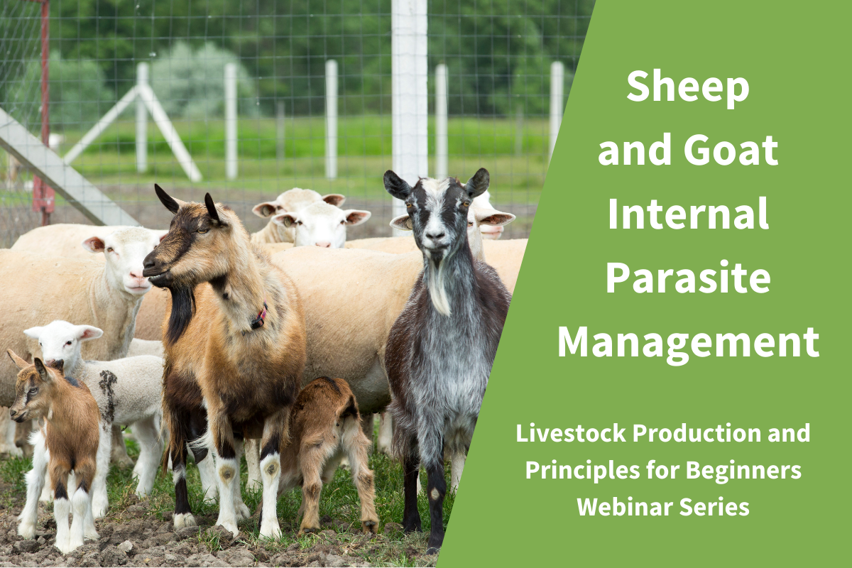 Sheep and Goat Internal Parasite Management | Livestock Production and ...