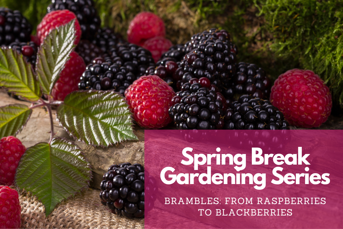 Brambles: From Raspberries to Blackberries | Serving Jo Daviess ...
