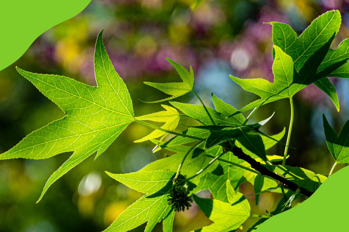 Enjoy nature during tree identification walks at Riverside Park ...