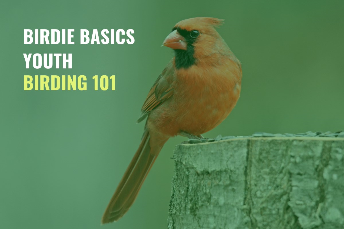 Birdie Basics — Youth Birding 101 | Serving Jo Daviess, Stephenson and ...