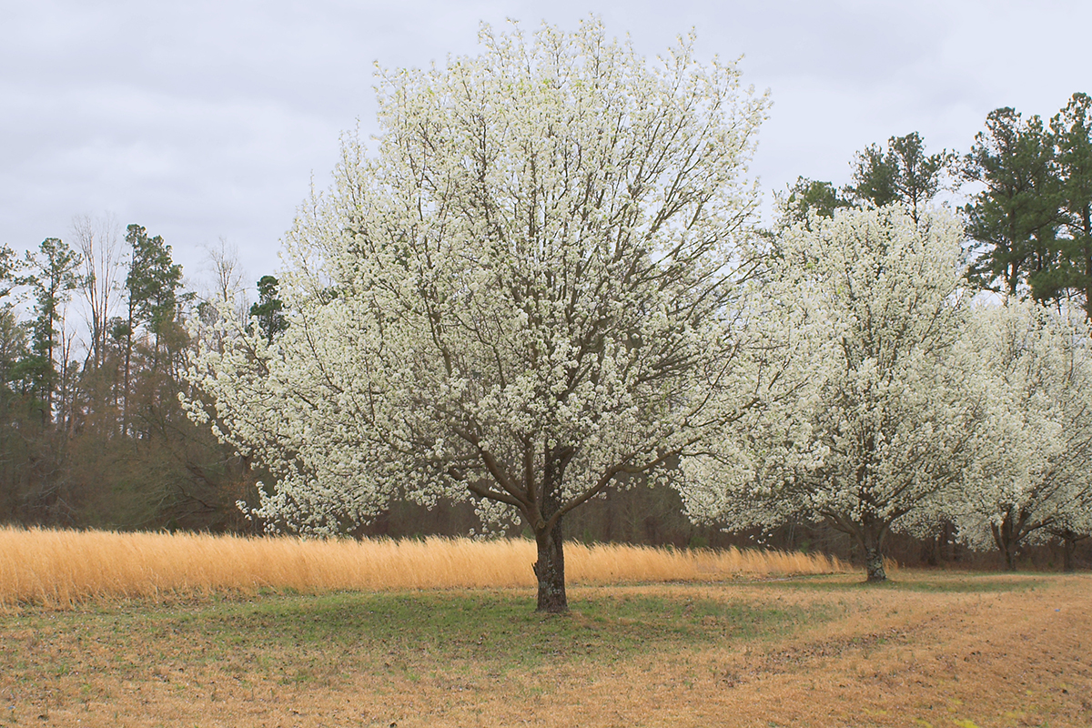 Six replacement trees for invasive Callery pear | Invasives | Illinois ...
