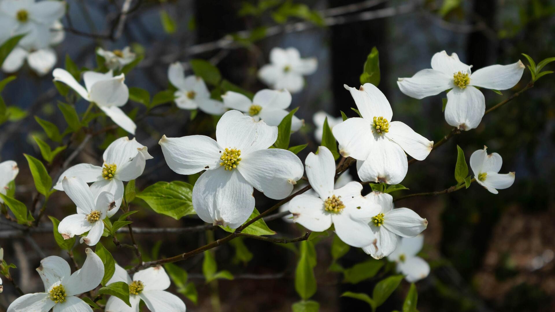 Green Connections - Native Trees and Shrubs | Serving Fulton, Mason ...