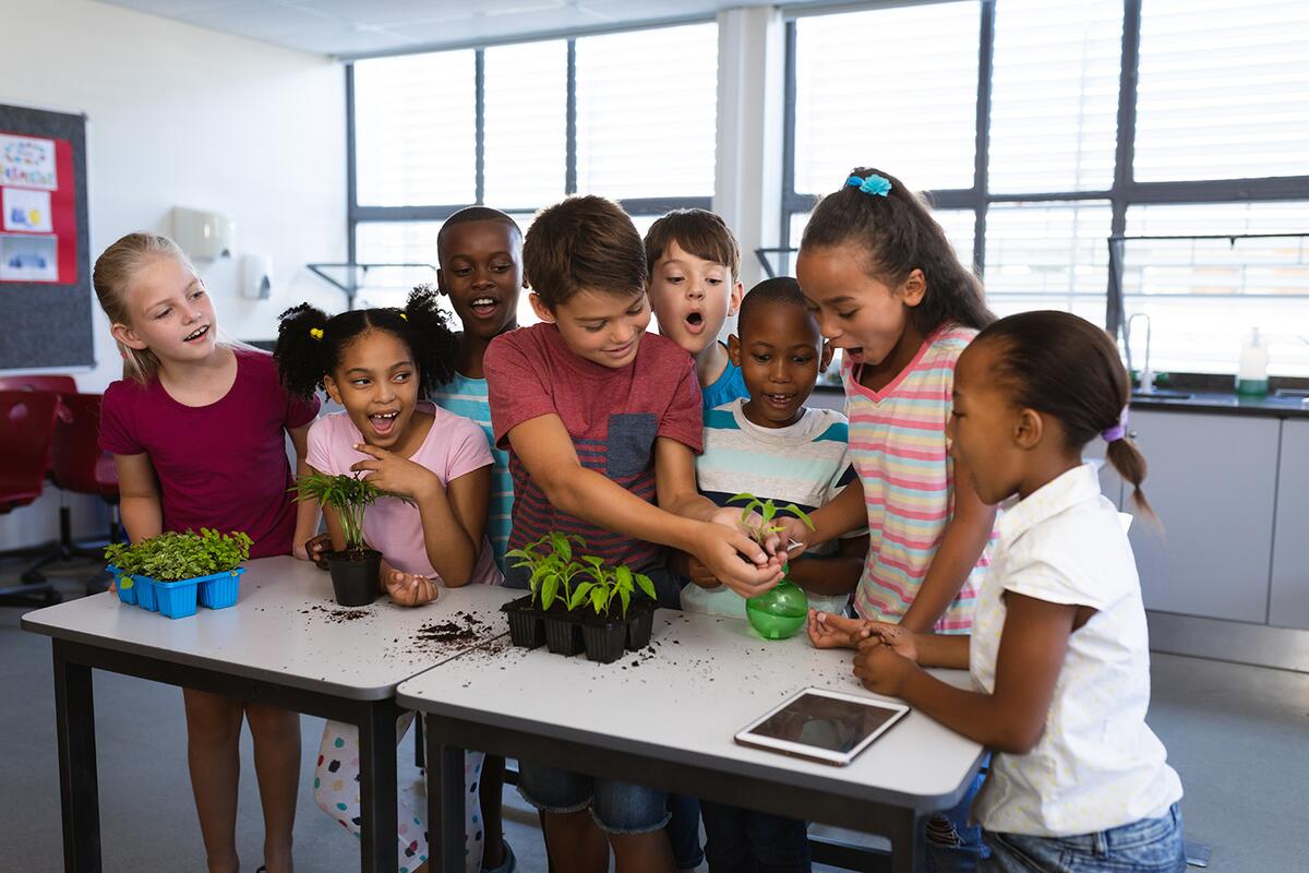 Plant positivity, learn how to grow a school or community garden | Food ...