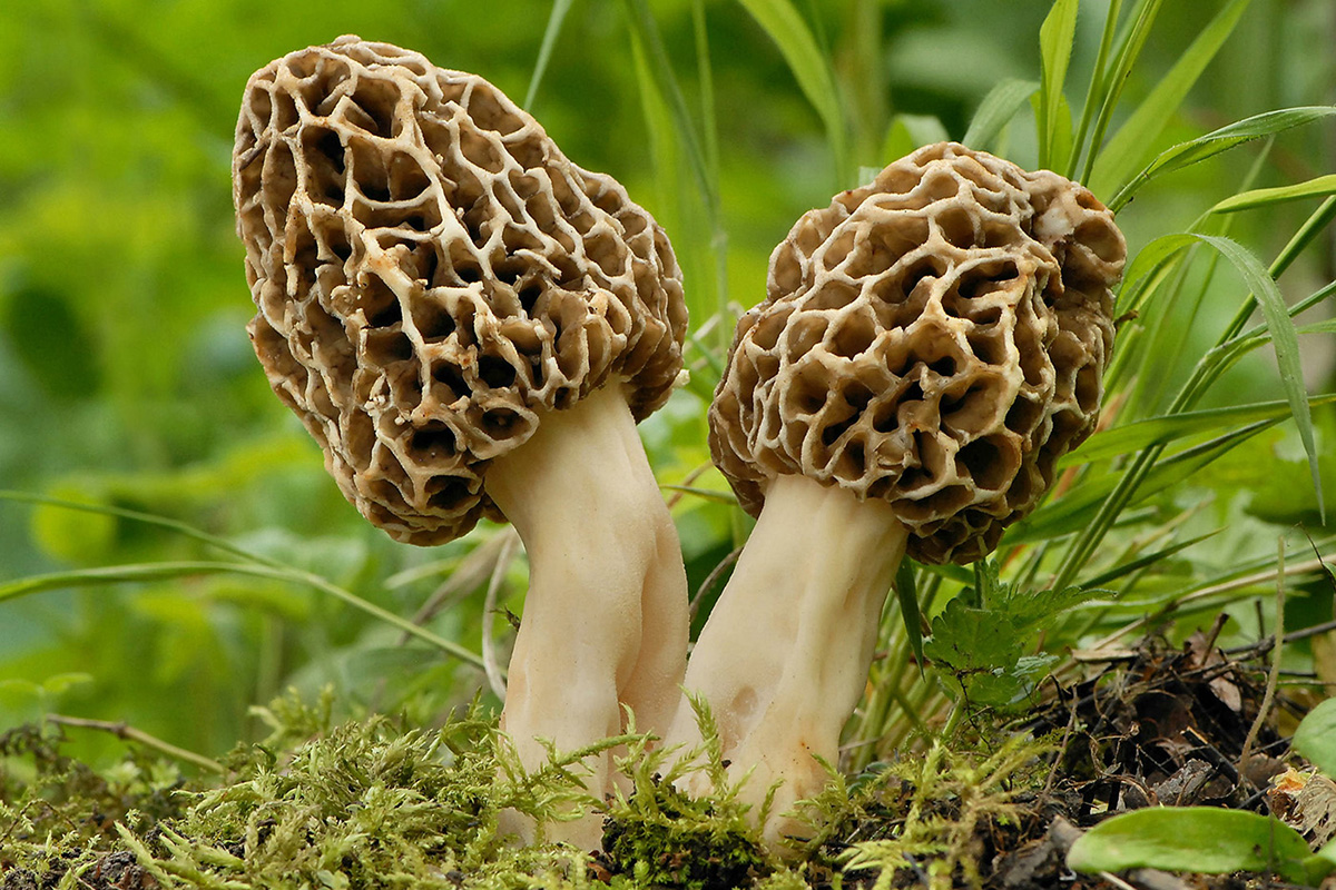 Spring brings opportunity to forage wild mushrooms | Local Food Systems ...