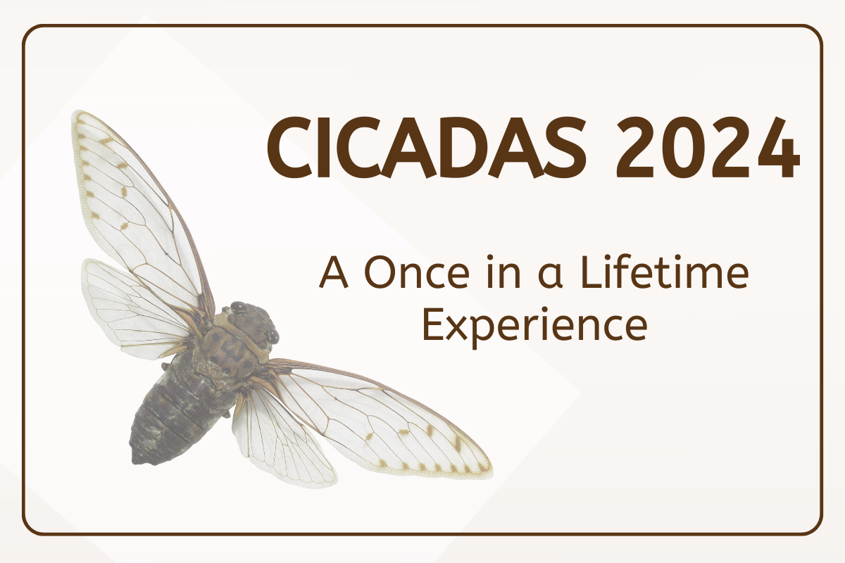 Cicadas 2024 — A Once in a Lifetime Experience | Serving Jo Daviess ...
