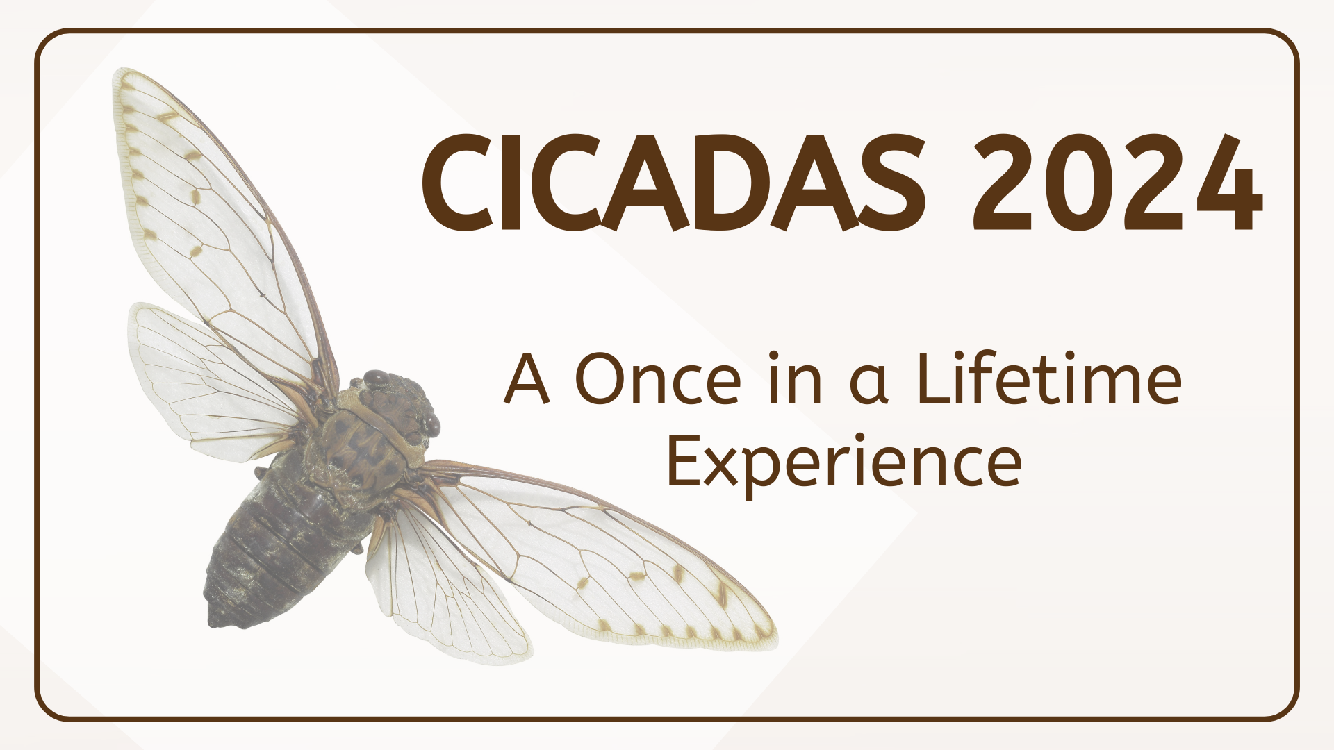 Cicadas 2024 — A Once in a Lifetime Experience | Serving Jo Daviess ...