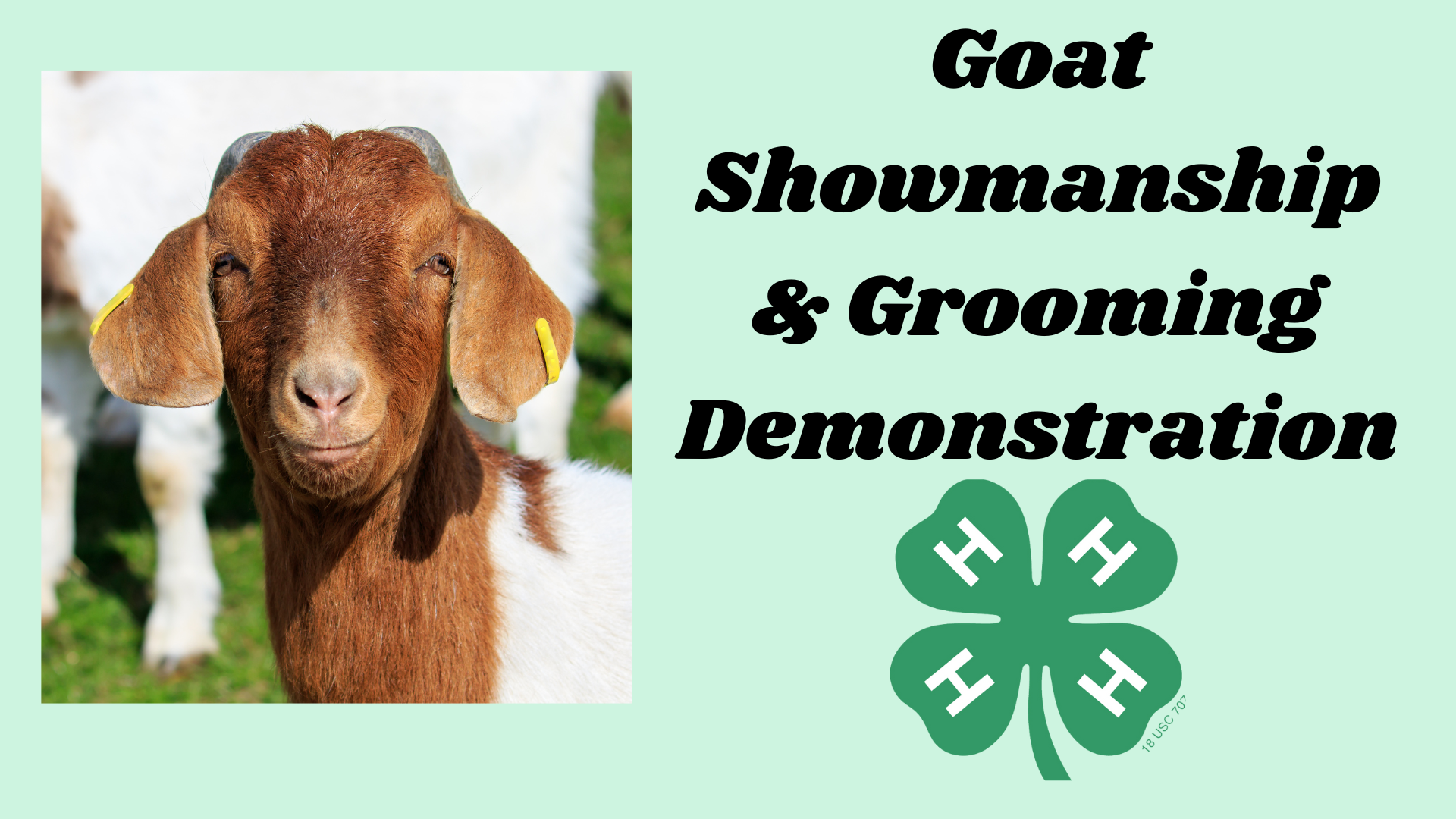 4-H Goat Showmanship & Grooming Demonstration | Serving Jo Daviess ...