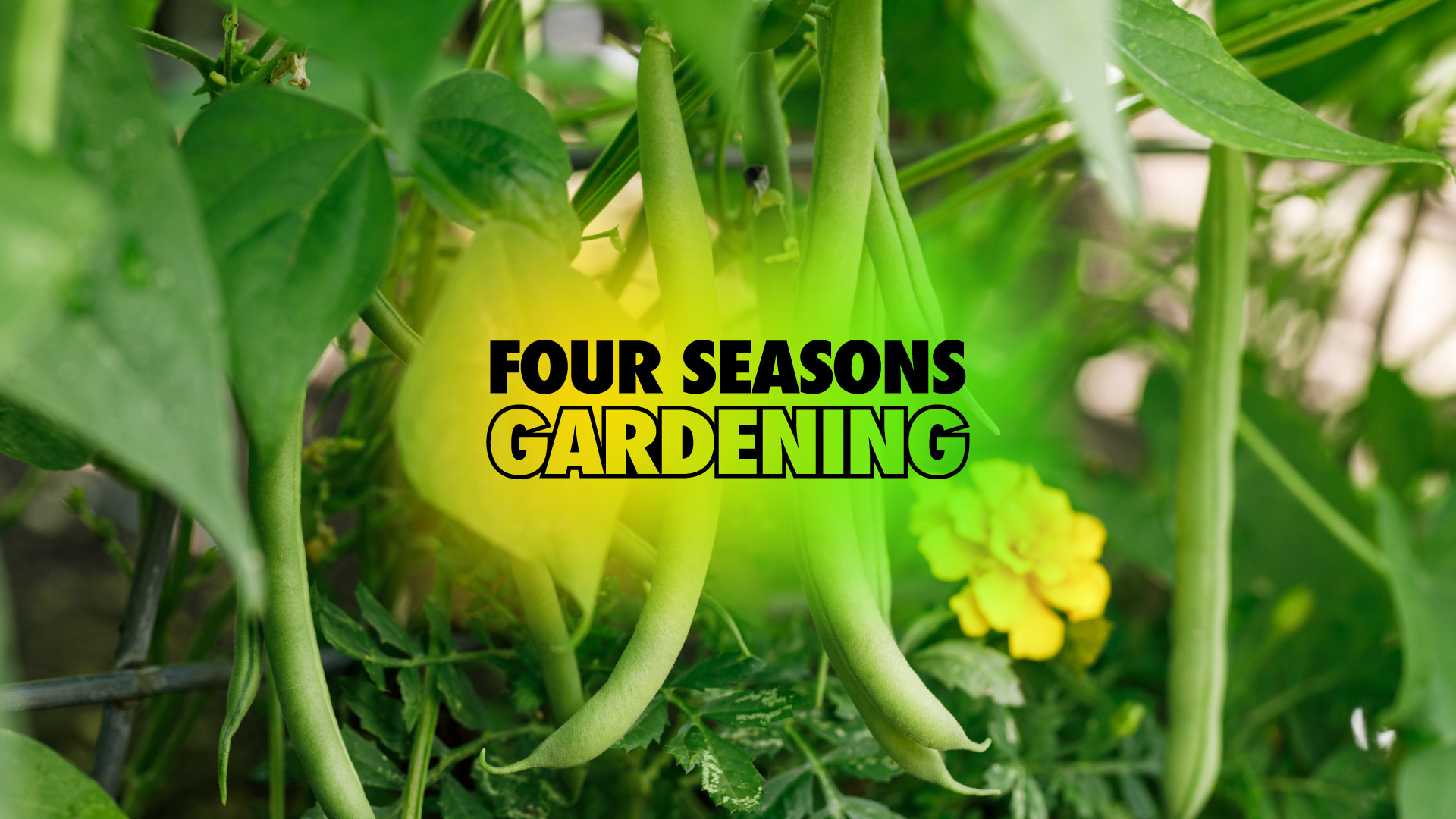 Companion Planting: Bountiful and Beautiful Together | Serving Bond ...