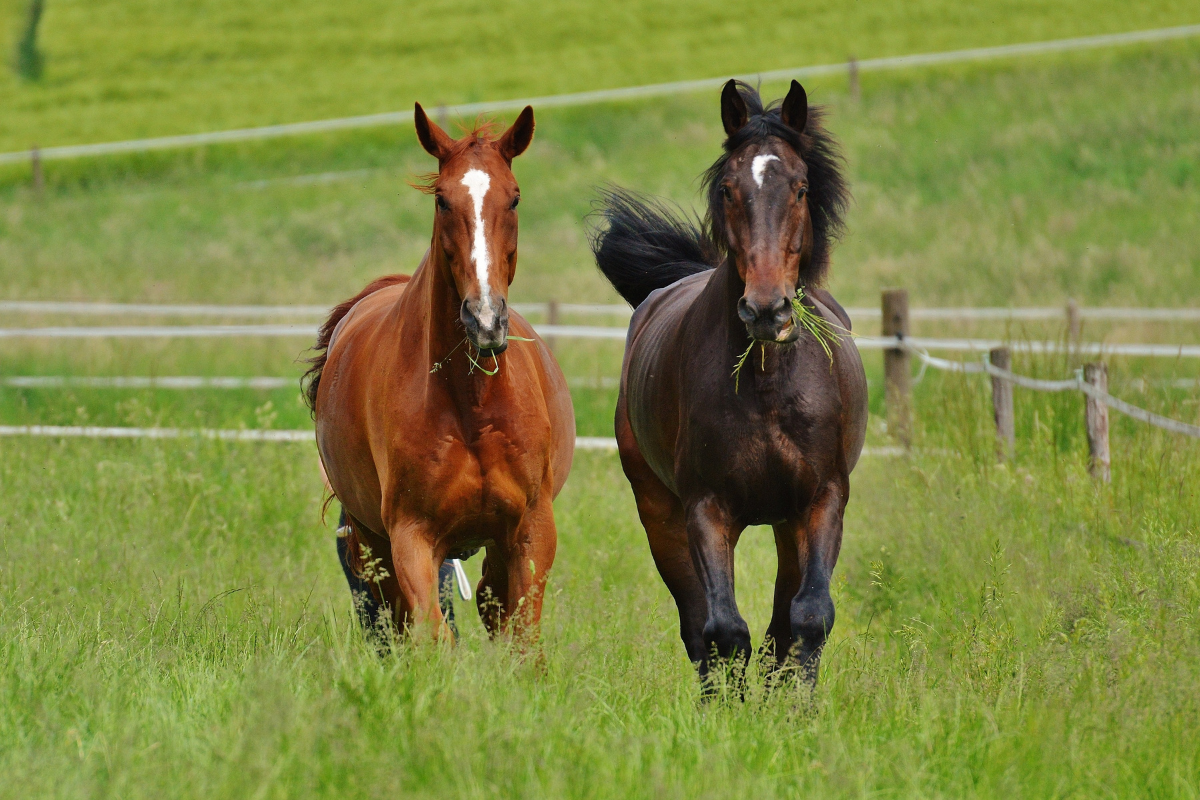 Youth demonstrate expert equine knowledge, passion for horses in ...