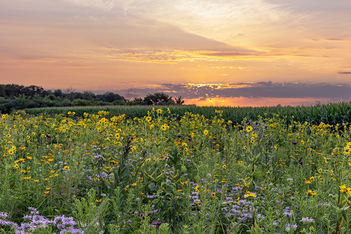 Farmers share real-life experiences of using edge-of-field conservation ...