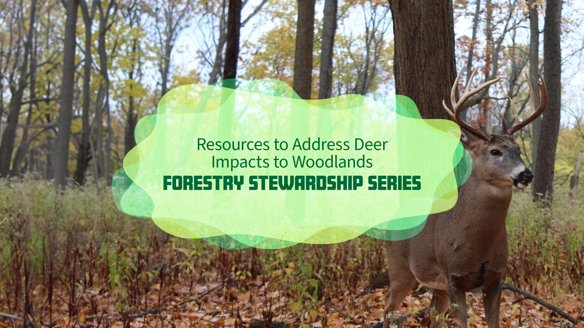 Resources to Address Deer Impacts to Woodlands | Serving Bond, Clinton ...
