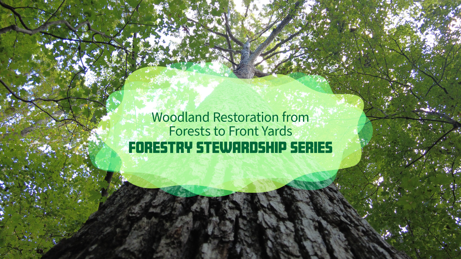 Woodland Restoration from Forests to Front Yards | Serving Bond ...