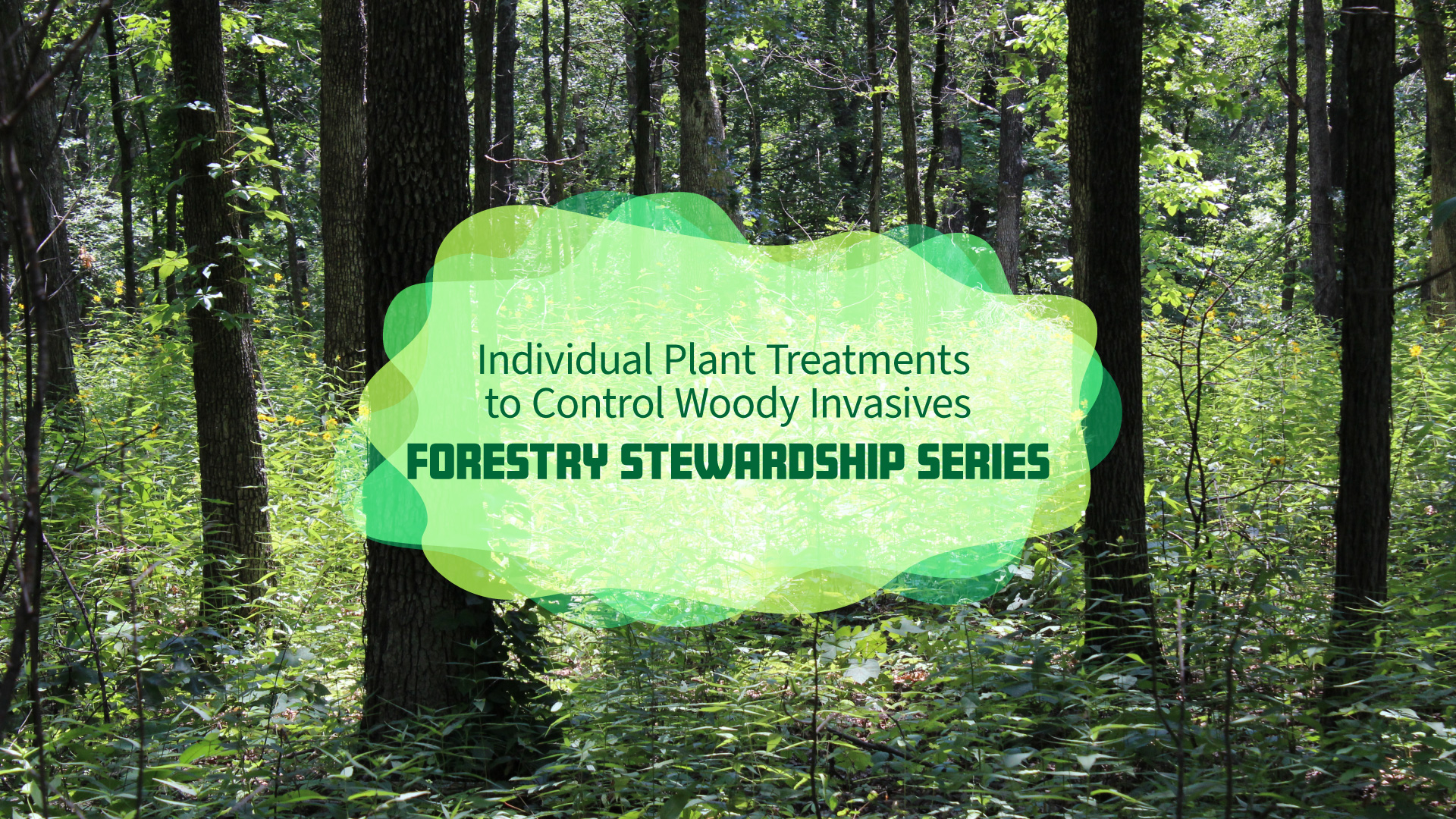 Individual Plant Treatments to Control Woody Invasives | Serving Bond ...