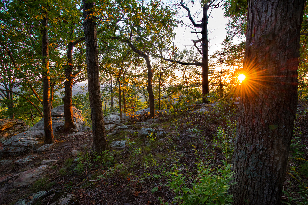 Take care of your trees with summer Forestry Stewardship Series ...