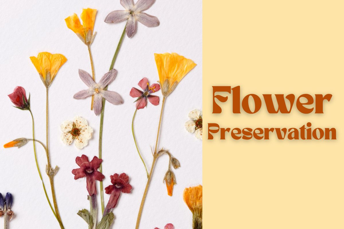 Learn how to preserve flowers to enjoy year-round | Serving Carroll ...