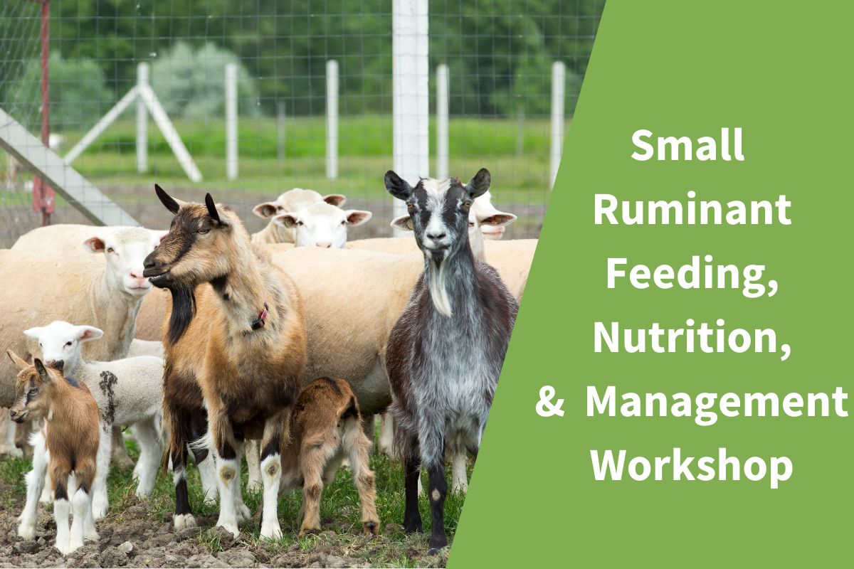 Sheep and Goat Workshop Offered | Serving Carroll, Lee and Whiteside ...