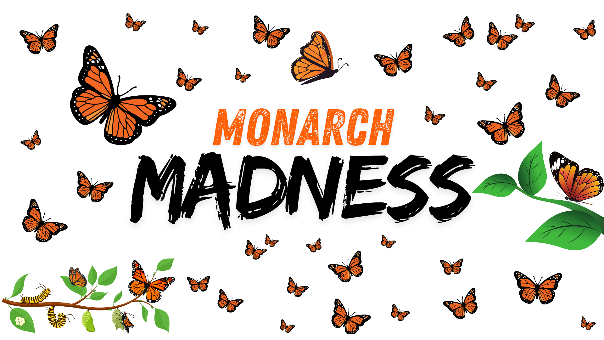 Monarch Madness | Serving DeWitt, Macon and Piatt Counties | Illinois ...